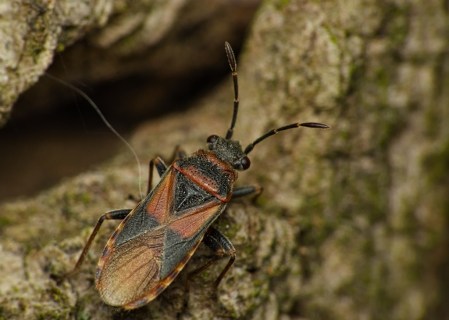 Arocatus melanocephalus – Pomyk wiązowiec | Insektarium