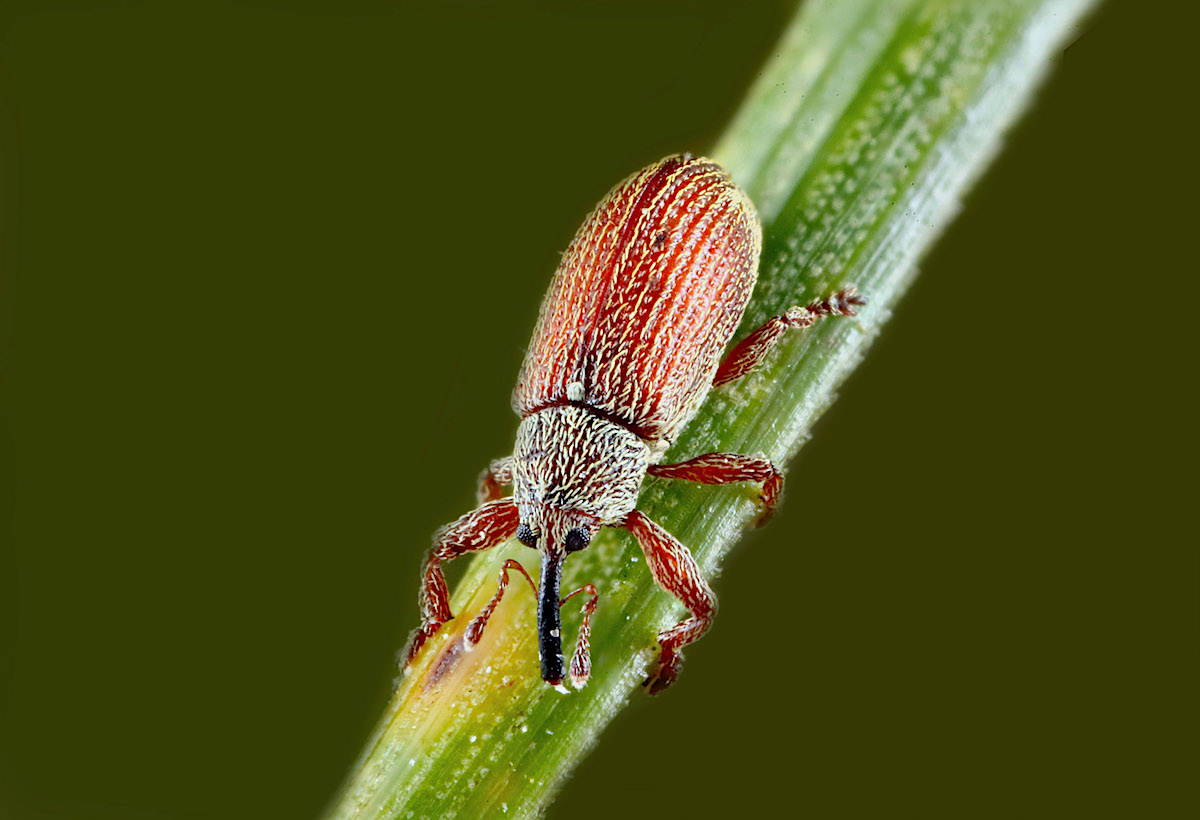Brachonyx pineti | Insektarium