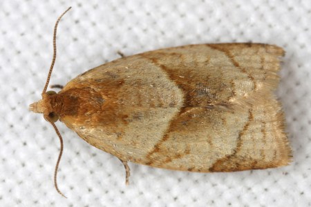 Clepsis rurinana | Insektarium