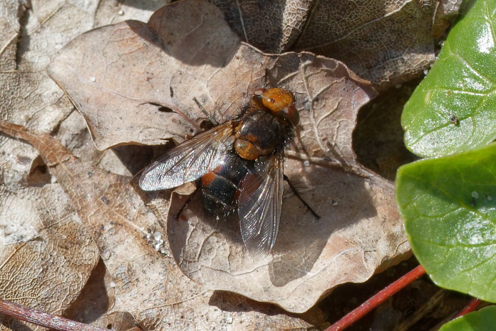 Gonia divisa – Czupura sówkówka | Insektarium