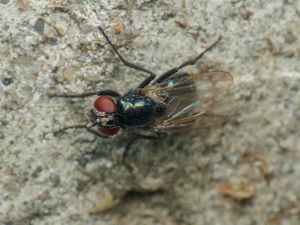Hydrotaea capensis | Insektarium