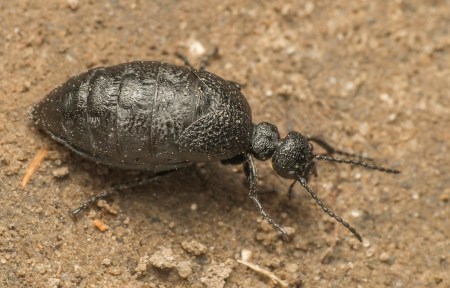 Meloe rugosus | Insektarium