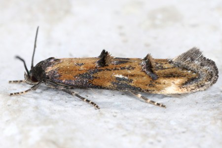 Mompha idaei | Insektarium