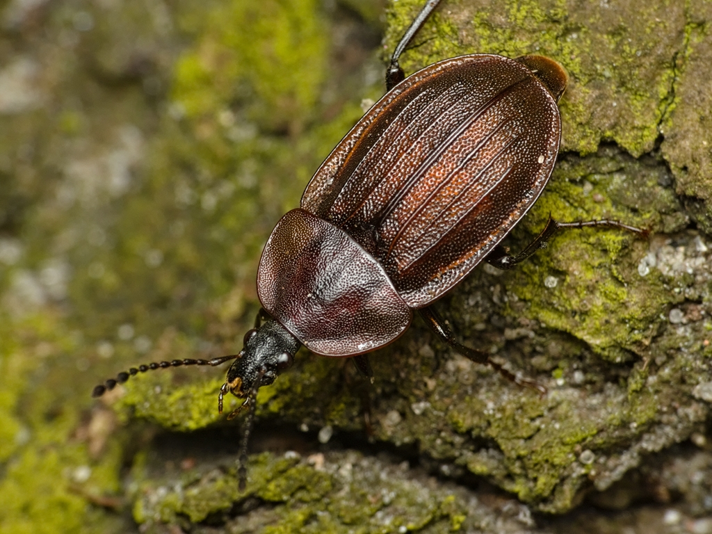 Phosphuga atrata | Insektarium