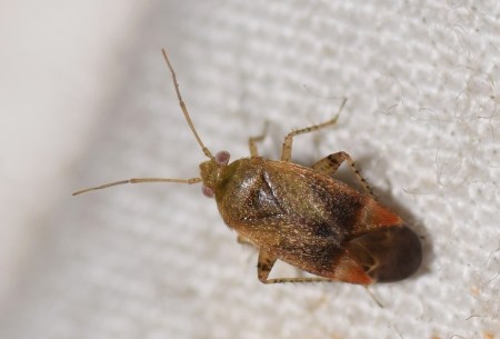 Rodzaj Psallus | Insektarium