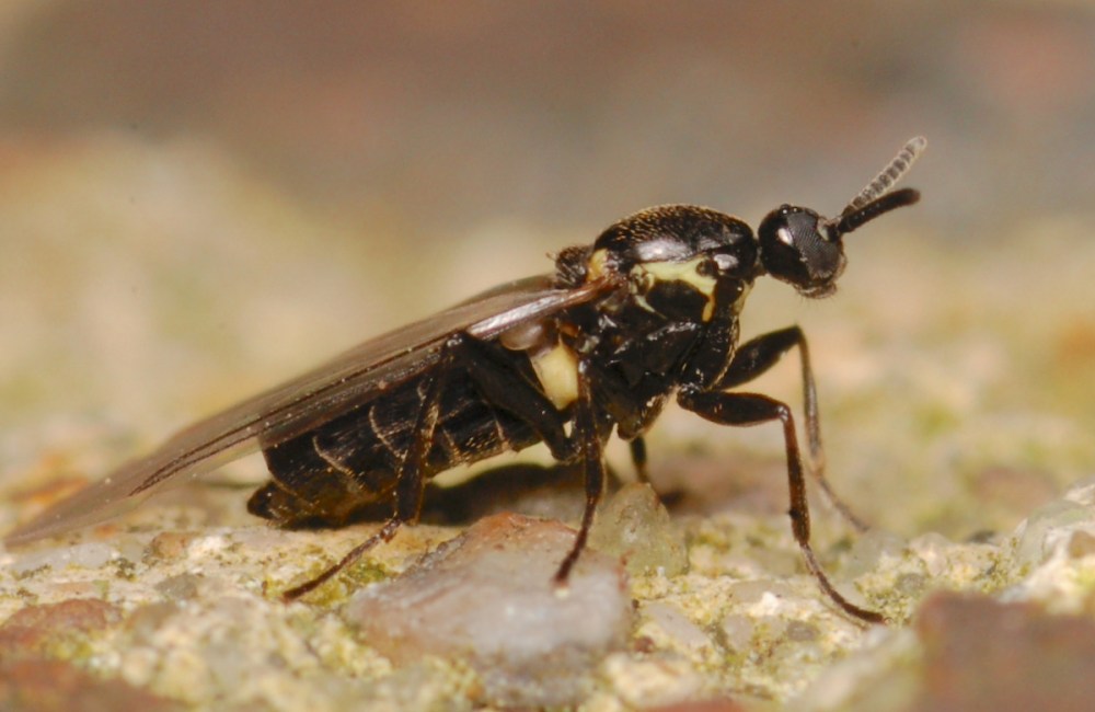 Scatopse notata – Maraszek ciemny | Insektarium