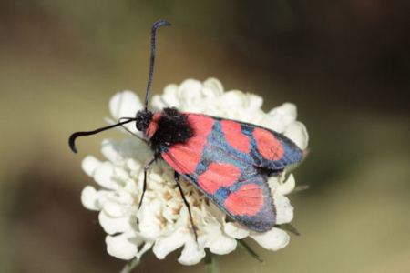 Zygaena cuvieri – Kraśnik Cuviera | Insektarium