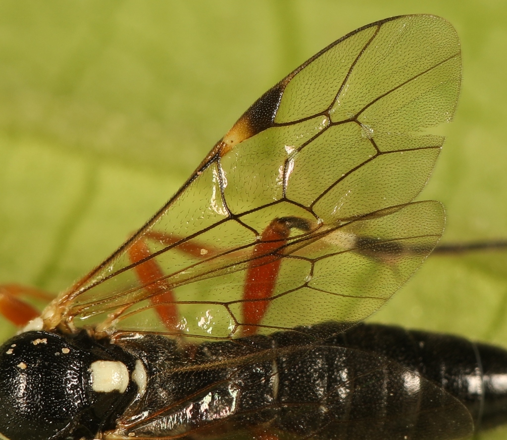 Diplazon | Insektarium