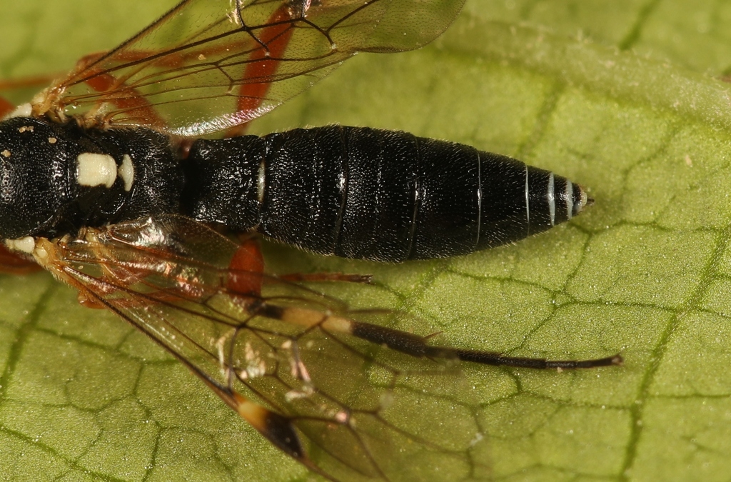 D.tibiatorius | Insektarium