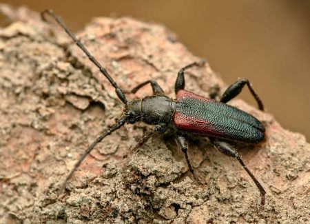 Callidiellum rufipenne | Insektarium