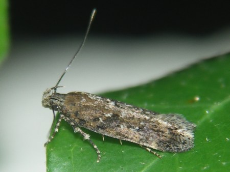 Chionodes fumatella | Insektarium