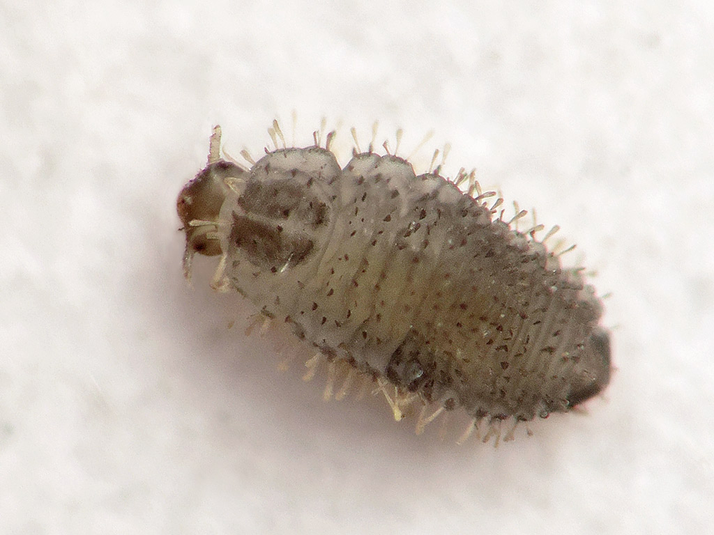 Corylophidae – larwa | Insektarium