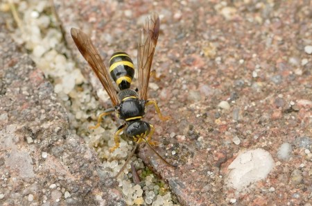 Gorytes laticinctus – Niestylak szerokopasek | Insektarium