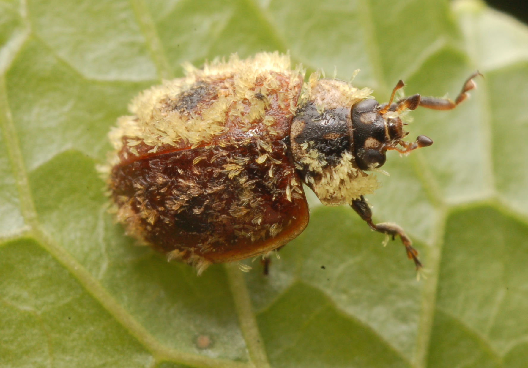 Laboulbeniales_Hesperomyces_virescens?_on_adalia | Insektarium