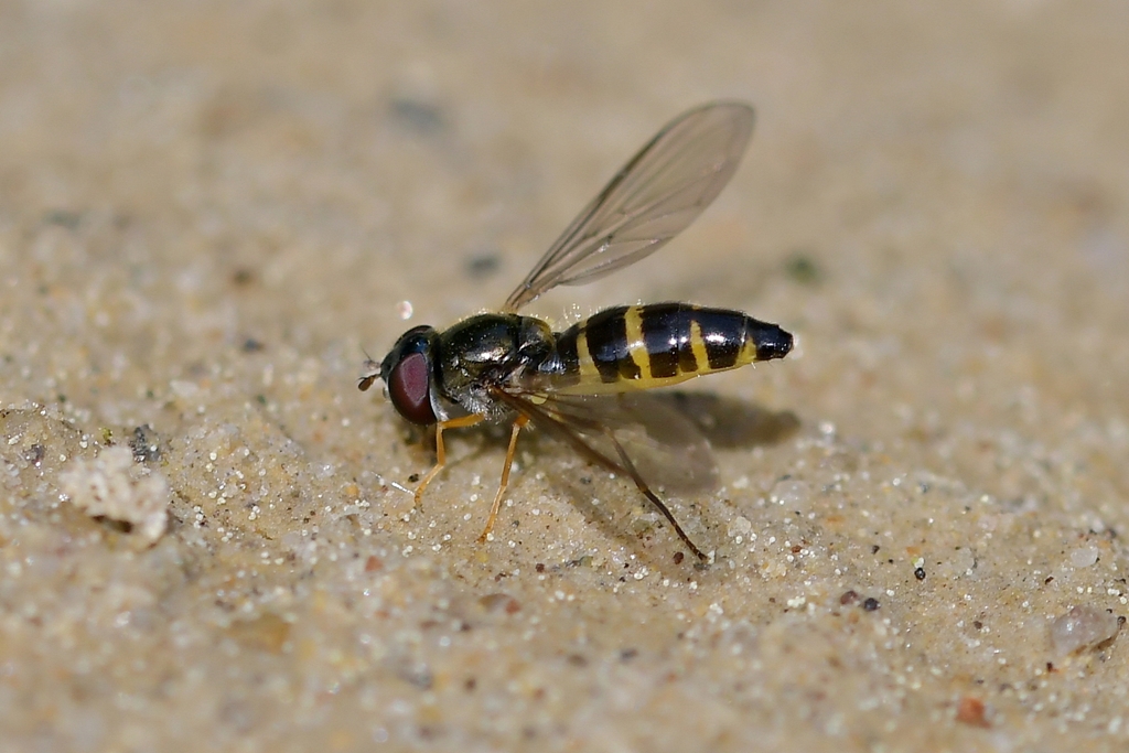 M.cingulata | Insektarium