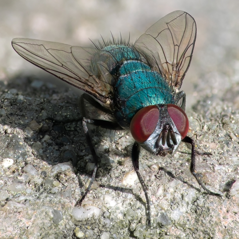 Protocalliphora azurea | Insektarium
