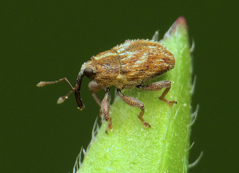 Trichosirocalus troglodytes | Insektarium