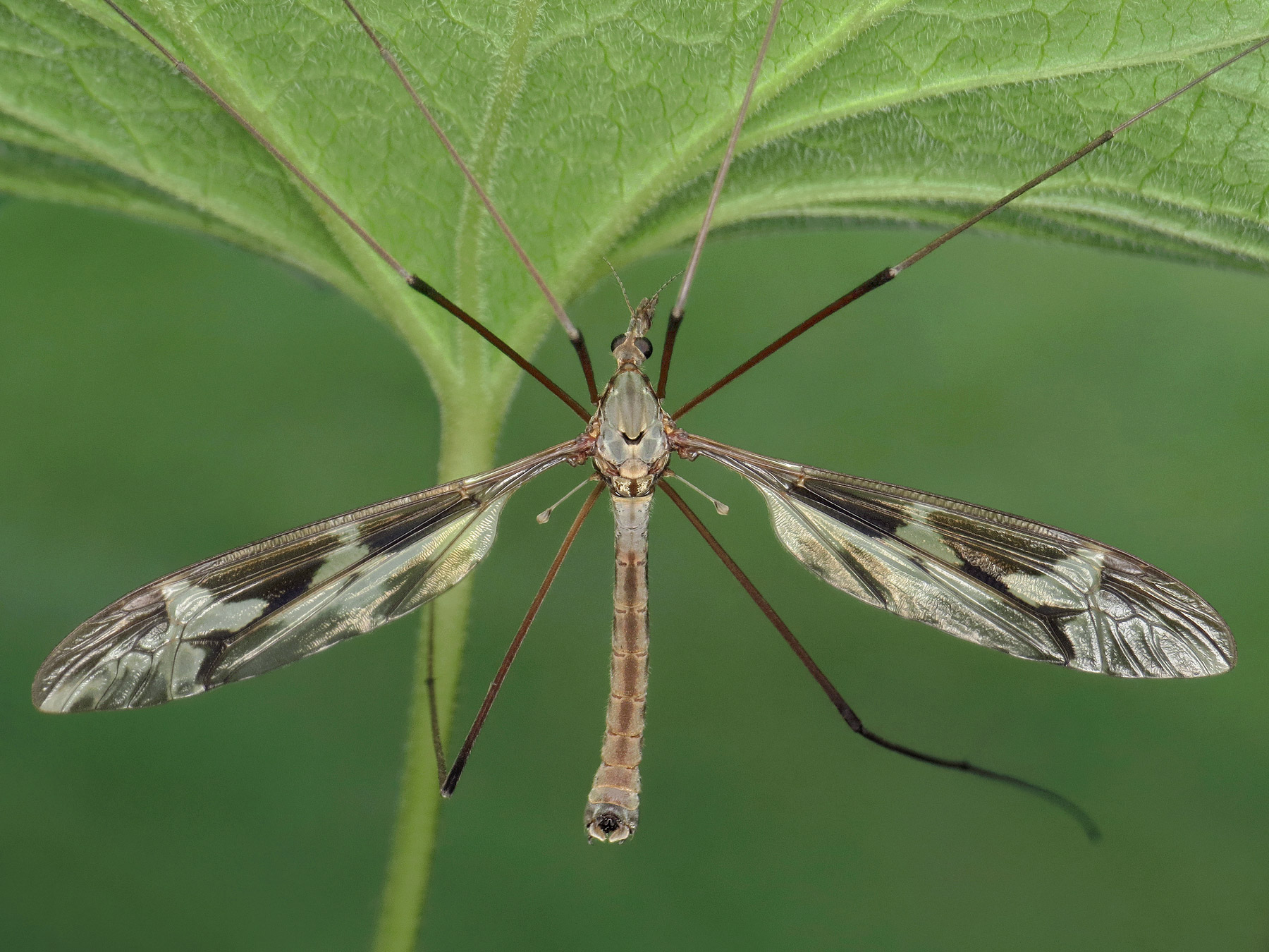 Tipula maxima | Insektarium