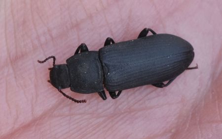 Tenebrio obscurus | Insektarium