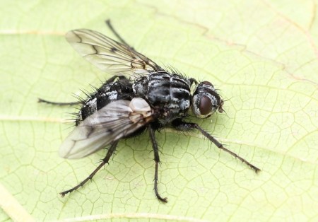 Trixa conspersa | Insektarium