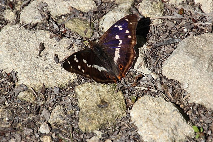 Apatura ilia | Insektarium