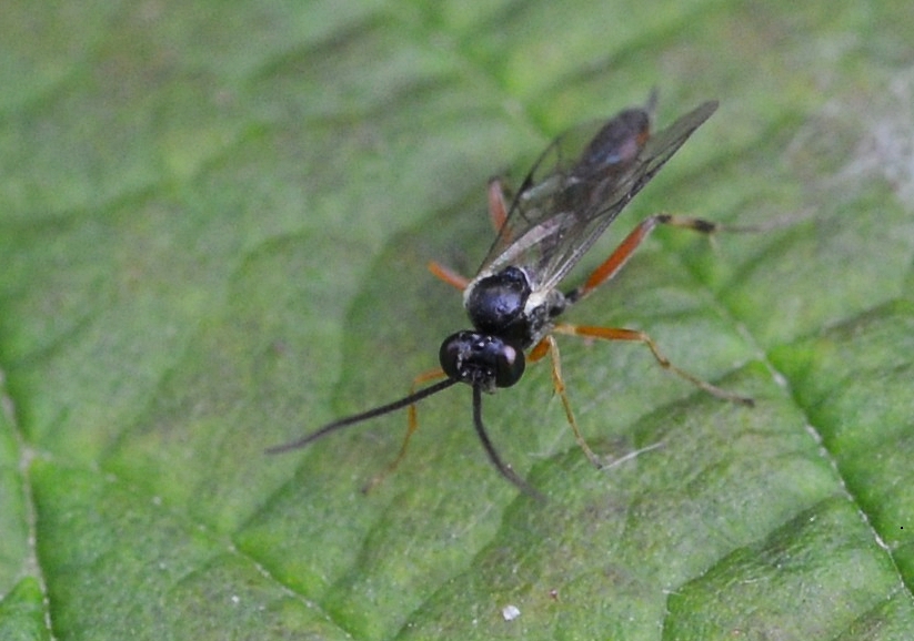 D.insectator | Insektarium