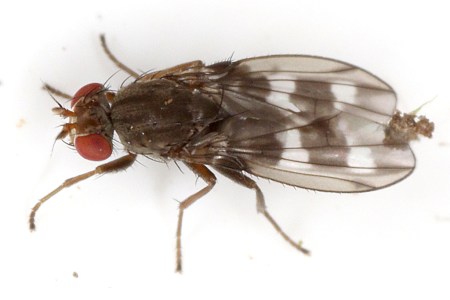 Diastatidae | Insektarium