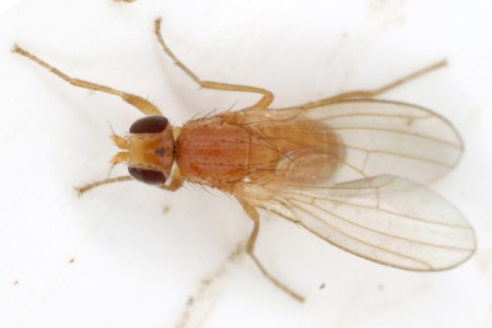 Scaptomyza flava | Insektarium