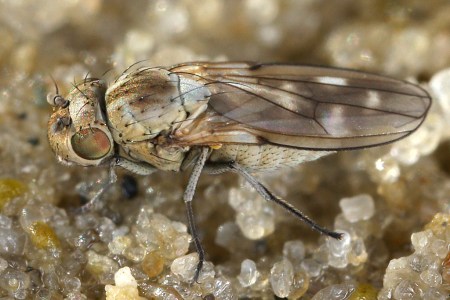 Scatella subguttata | Insektarium