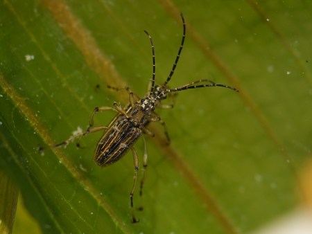 Macroplea appendiculata – Jeziornica rdestnicowa | Insektarium