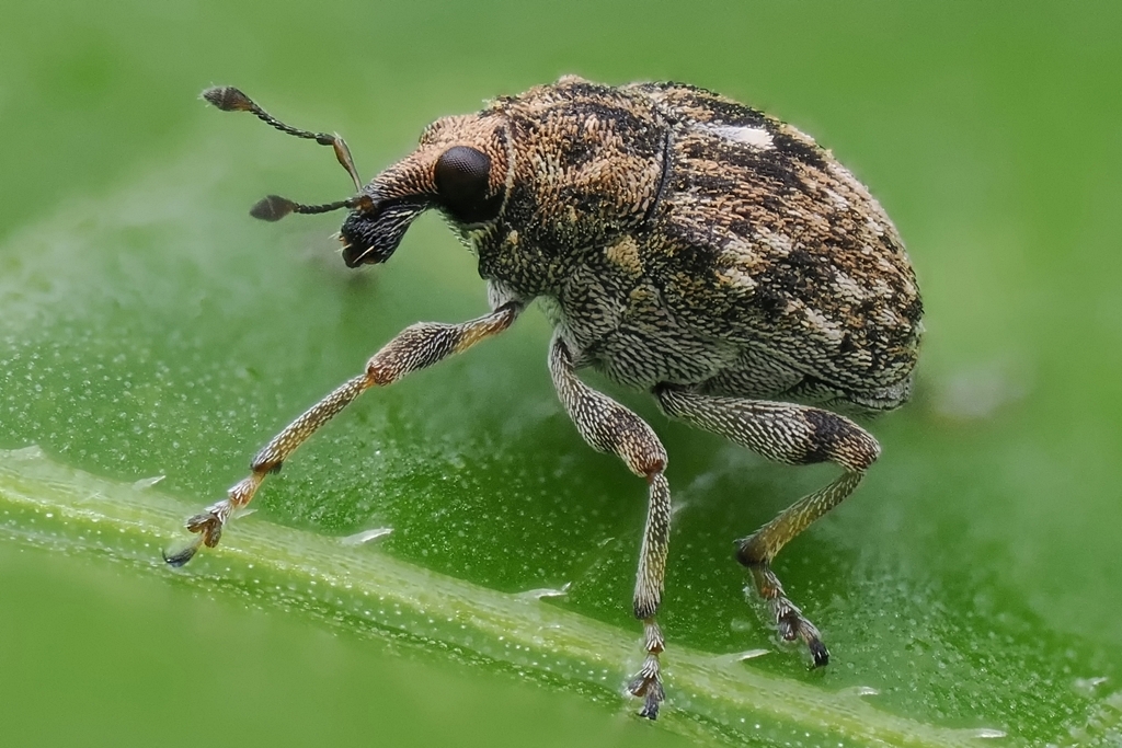R castor | Insektarium
