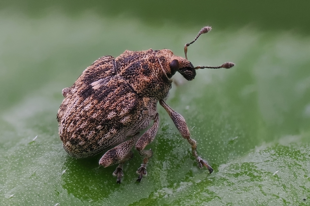 Rhinoncus | Insektarium