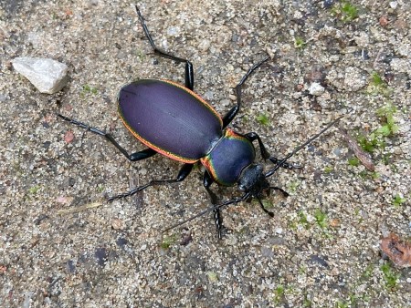 Carabus marginalis – Biegacz obrzeżony | Insektarium