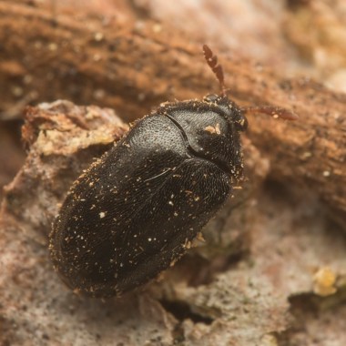 Ctesias serra | Insektarium