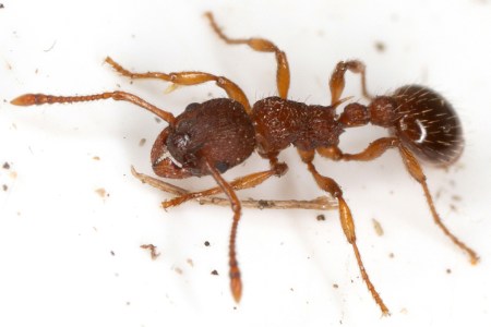 Myrmica specioides | Insektarium