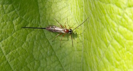 Perithous divinator – Udręcz długopokładełkowy | Insektarium