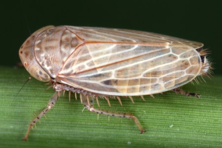 Conosanus obsoletus | Insektarium