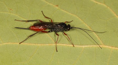 Cryptus armator | Insektarium