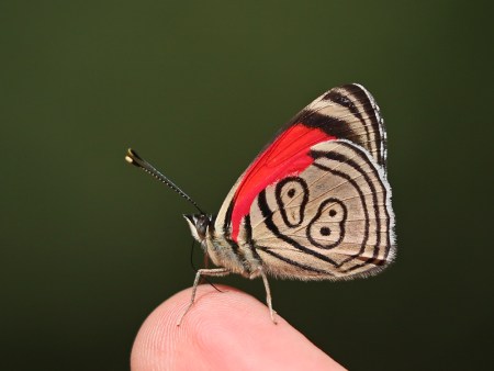 Diaethria anna | Insektarium