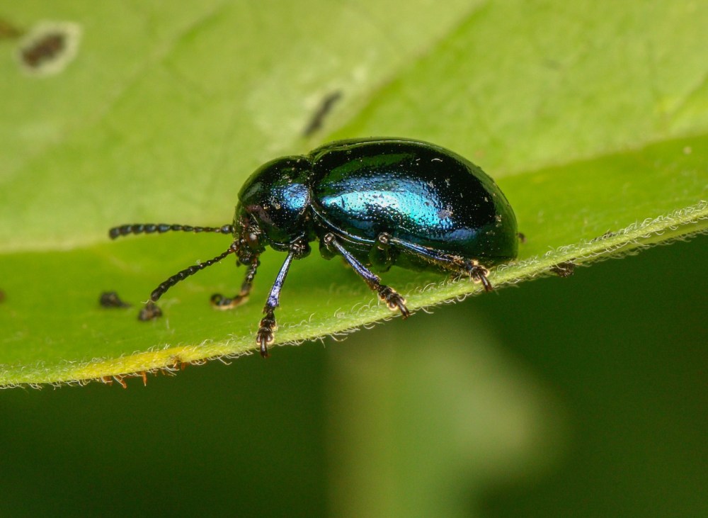 Chrysochus asclepiadeus – Podtrutka ciemiężykowa | Insektarium