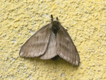 Hylesia nigricans | Insektarium