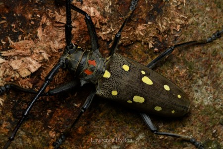 Batocera rubus | Insektarium