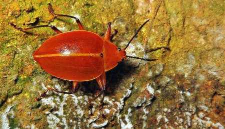 Ellipticus testaceus | Insektarium