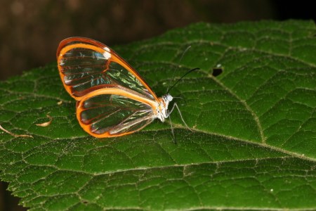 Greta annette | Insektarium
