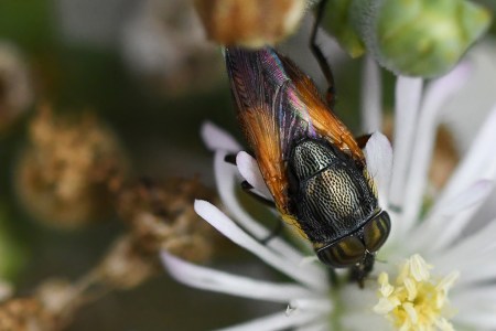 Rhinia apicalis | Insektarium