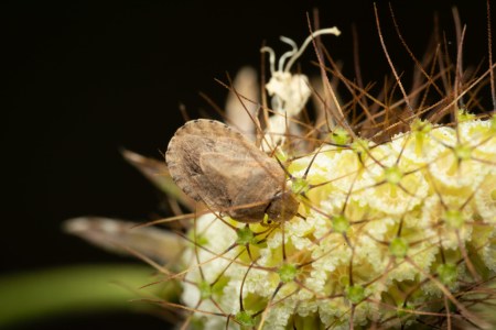 Sciocoris macrocephalus – Niklik wielkogłowy | Insektarium