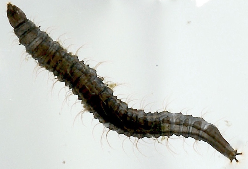 Psychodidae – Ćmiankowate | Insektarium