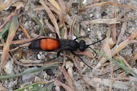 Anoplius infuscatus – Swędosz czerwonoczarny | Insektarium