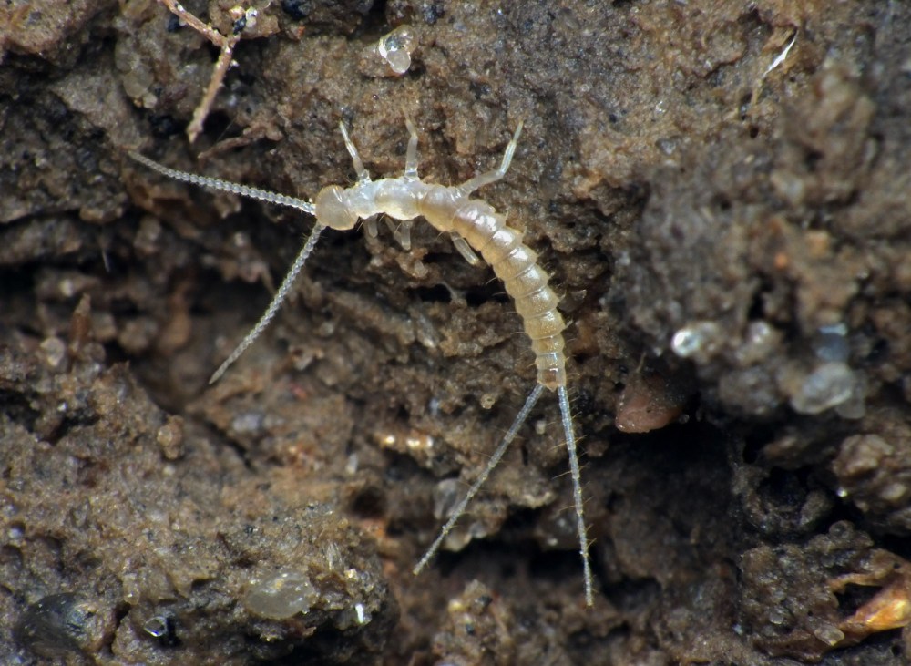Campodea staphylinus – Widłogonek kusaczek | Insektarium