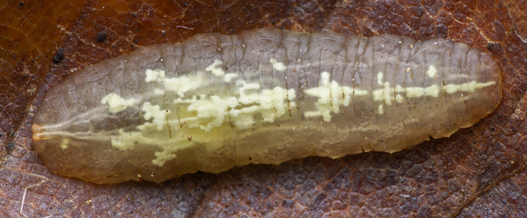 M.cincta | Insektarium